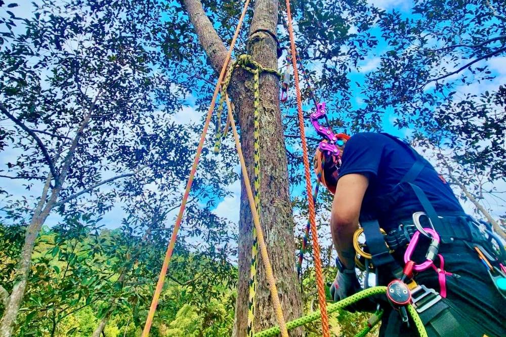 Tree climbing as a sport? How arborists turn this skill into a profession