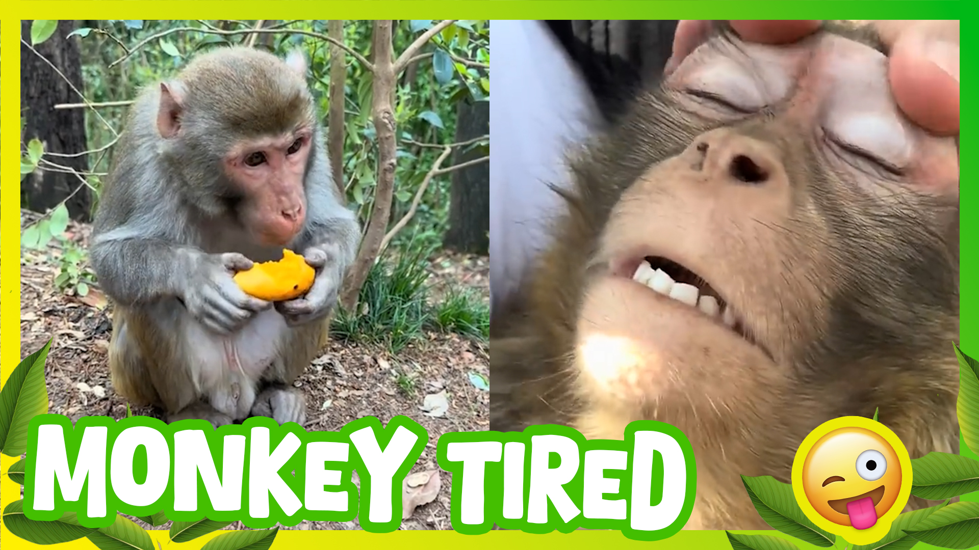 🐵 Sleepy Monkey! The Most Tired Monkey Ever – VDS Monkey 😴