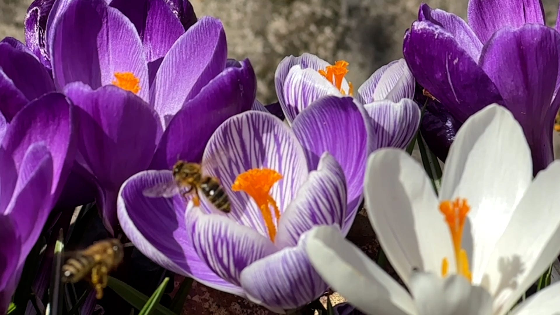 When is the first day of spring 2025? What to know about the spring equinox