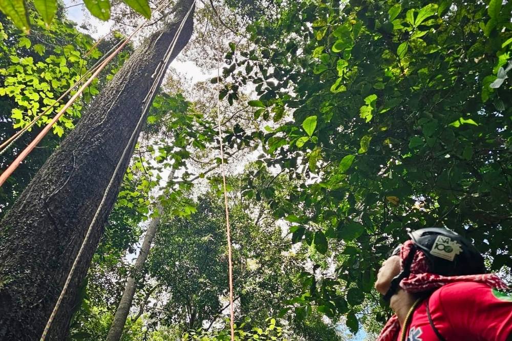 Tree climbing, arborist profession remains largely unknown in Malaysia