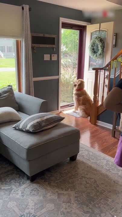 Golden Retriever Excitedly Welcomes New Born Baby Human Brother Home
