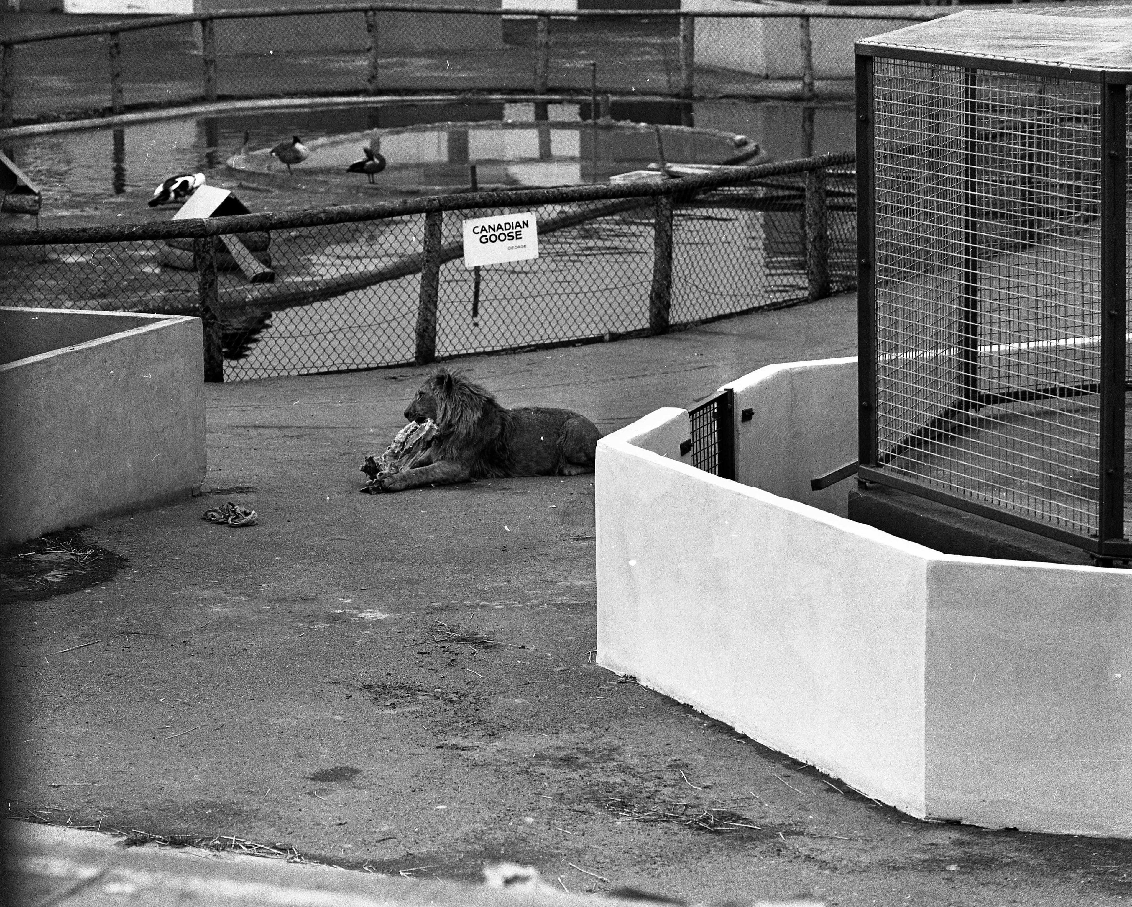 'I came face to face with Jason the lion when he jumped to freedom'