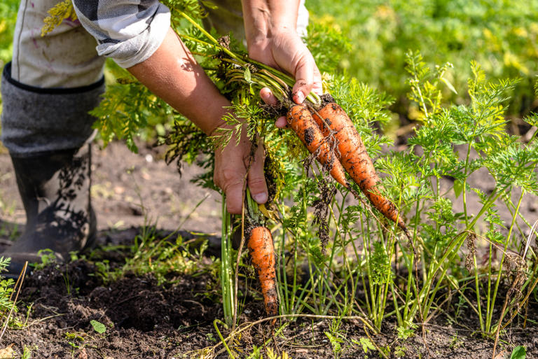 7 légumes à planter en mars pour un potager d’abondance