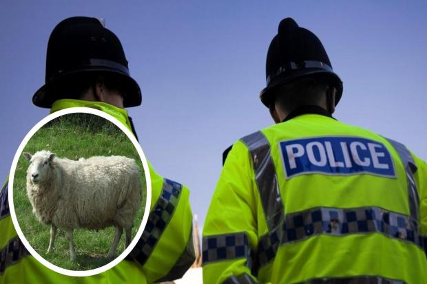Sheep 'badly injured' in suspected dog attacks