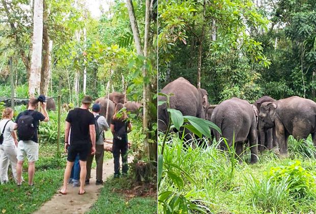 Napier grass plantation in Kinabatangan proves a hit with elephant herds