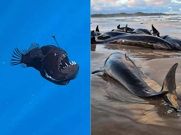 Strange ocean events: From anglerfish sighting to stranded whales. What ...