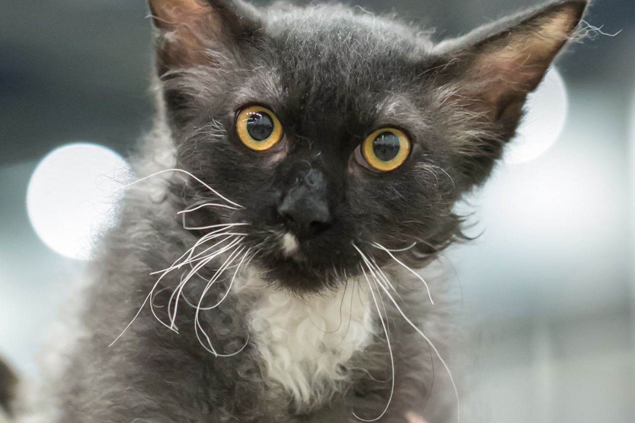 12 Unique Cat Breeds That You Have Probably Never Seen