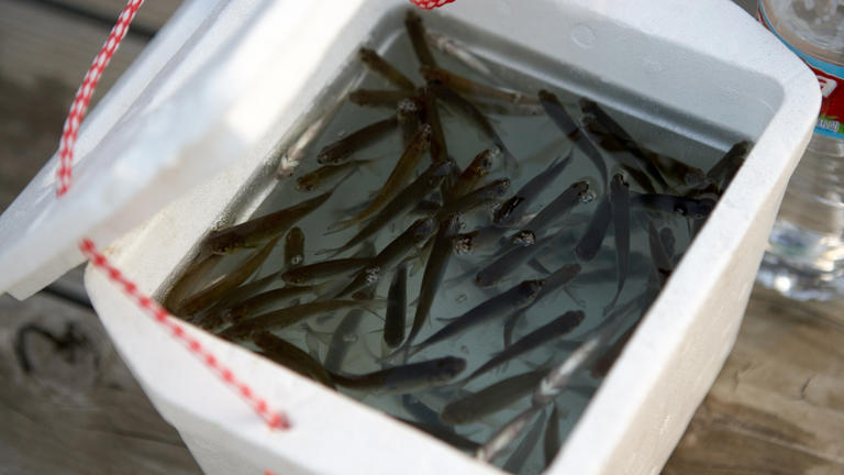 The live-bait crackdown debate is heating up—why some groups want bans ...