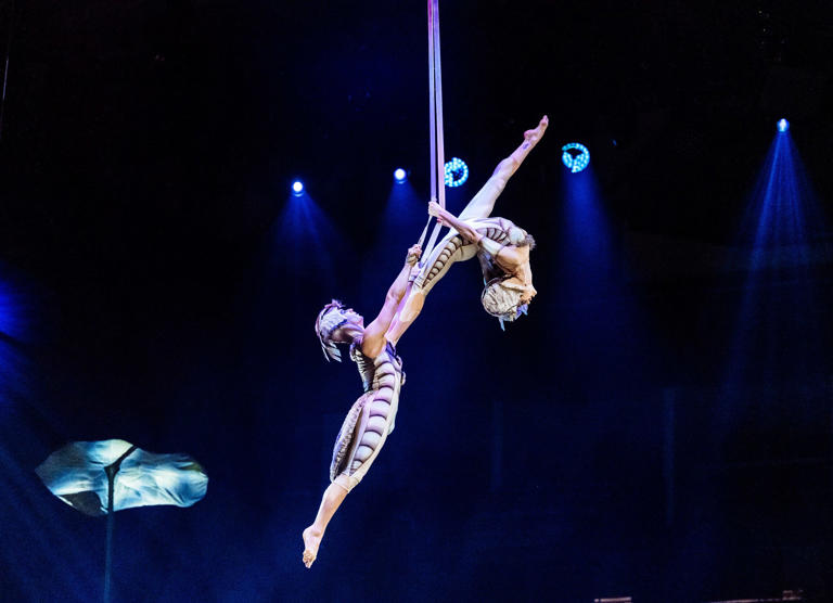 Cirque du Soleil returning to Oklahoma with reimagined 'OVO' show: How ...