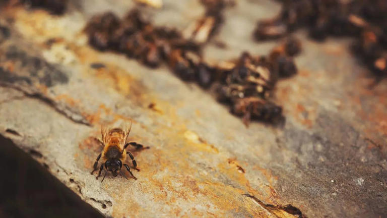 Is 5G technology killing our bees and birds?