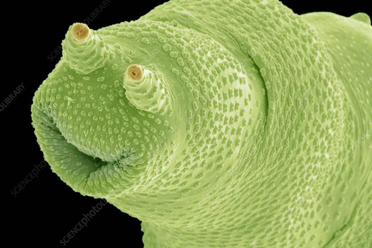 Athena Moon Lander Beams Back Stunning Images Of Earth From Space