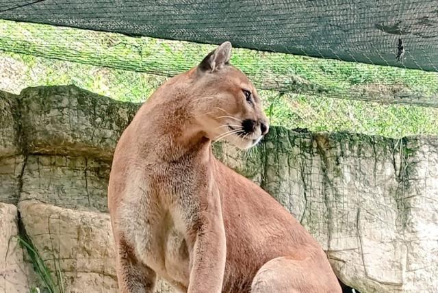 ¿Qué le pasó a Orus? El Zoológico de Cali explica cómo se dio la muerte del puma que logró ...