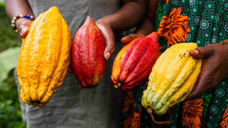Cacao Fruit Can Be Used For A Lot More Than Dessert