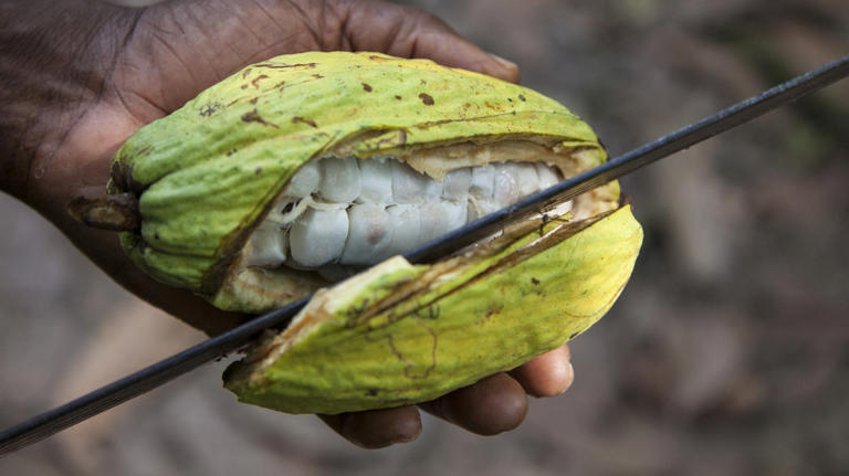 Cacao Fruit Can Be Used For A Lot More Than Dessert