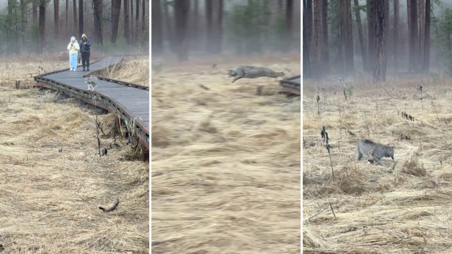 Tourists nearly stumble upon dangerous predator while staring at their ...