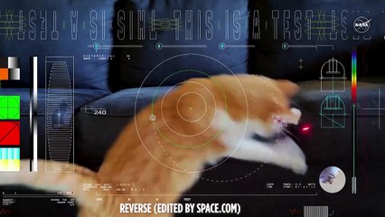 NASA Beams Cat Video 19 Million Miles Through Space Using Via A Laser
