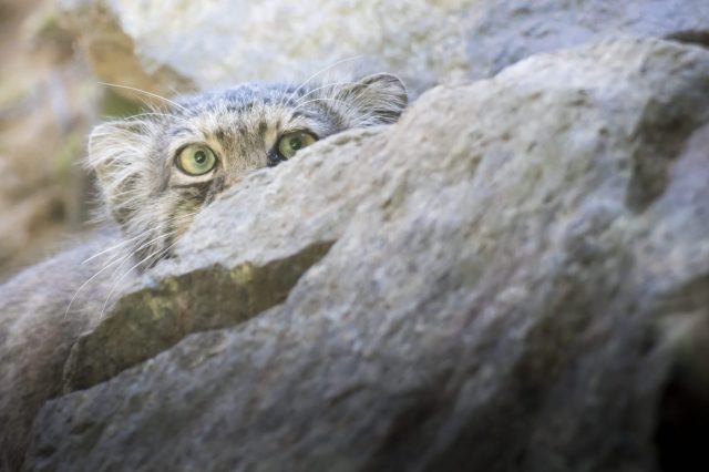 Trail camera captures incredible footage of ultra-rare mountain ...