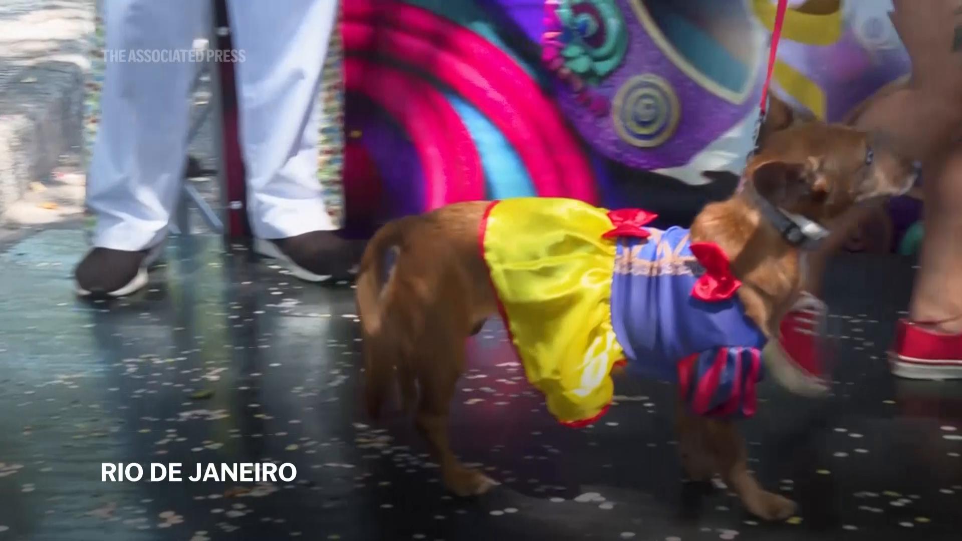 Dogs with costumes parade in Rio de Janeiro’s Carnival