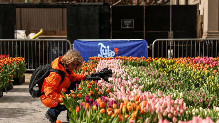 More than 150,000 colorful tulips expected in Union Square Sunday