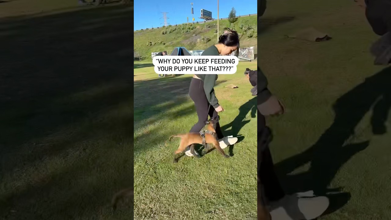 Watch Fancy Footwork Skills from My Belgian Malinois Puppy