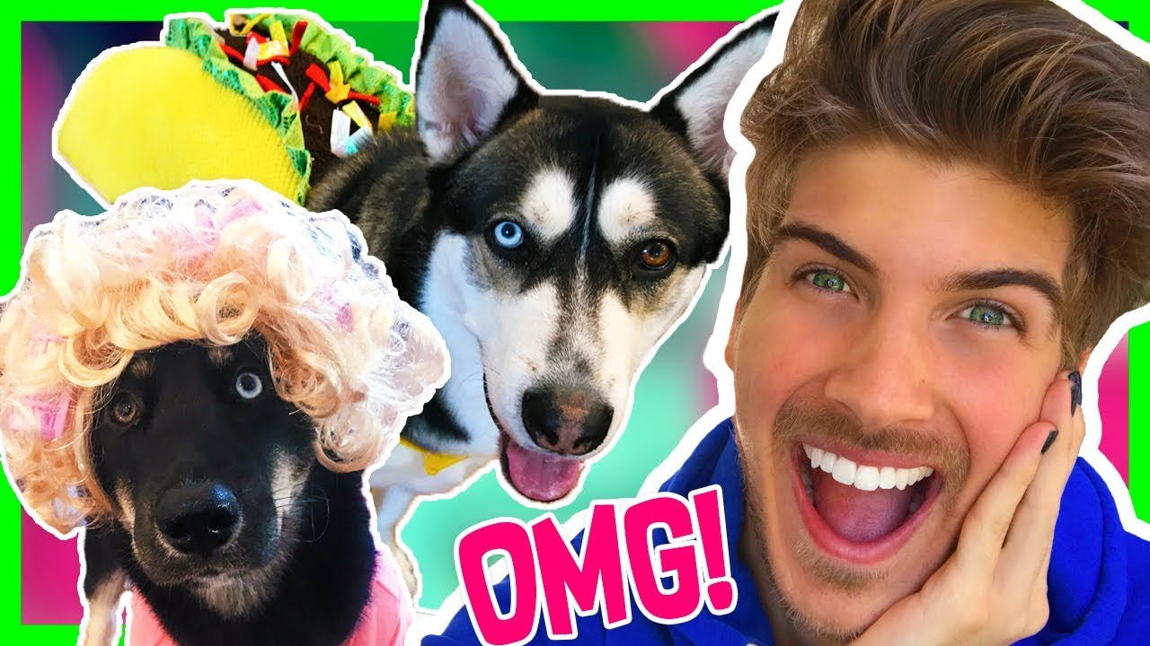 Playing dress-up brings joy to playful dogs