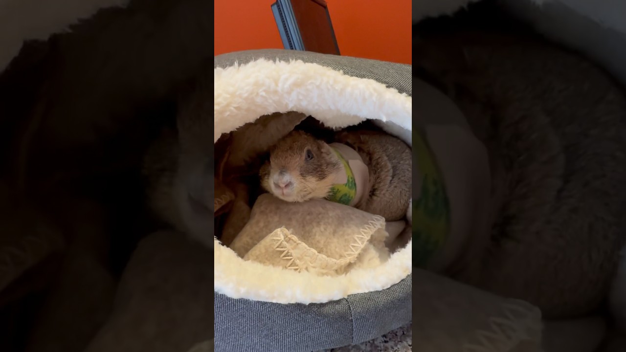 Paxton the prairie dog has a successful checkup and is healing well