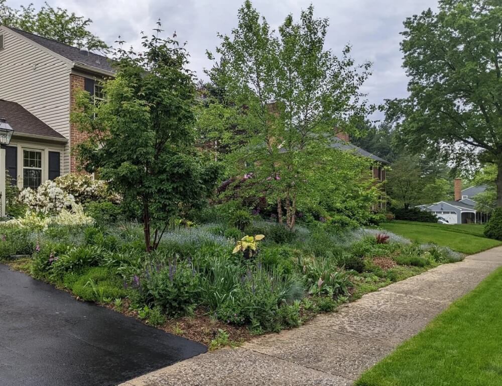 Gardener stuns neighbors by transforming ordinary yard into stunning ...