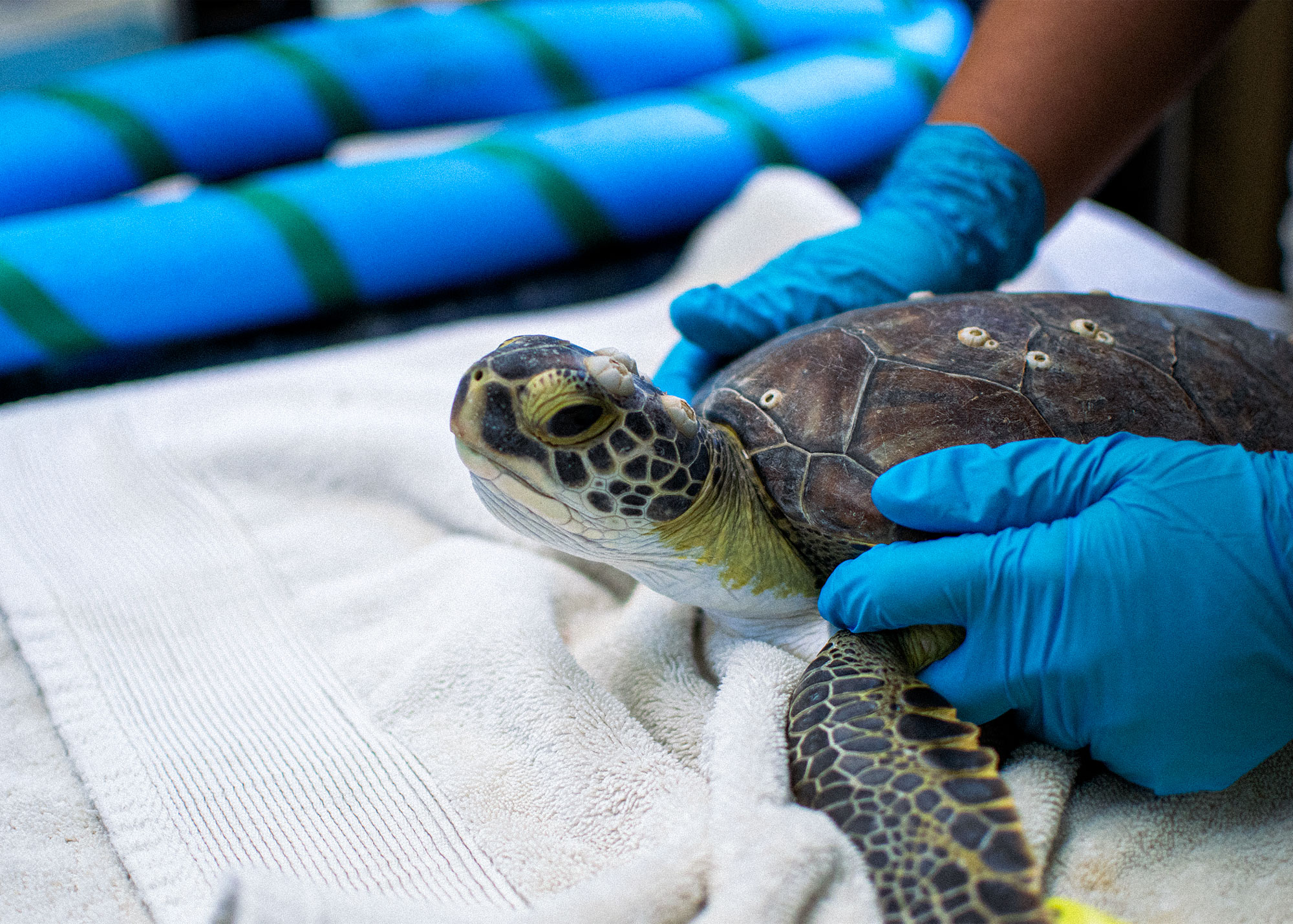 Inside the World's Largest Sea Turtle Hospital