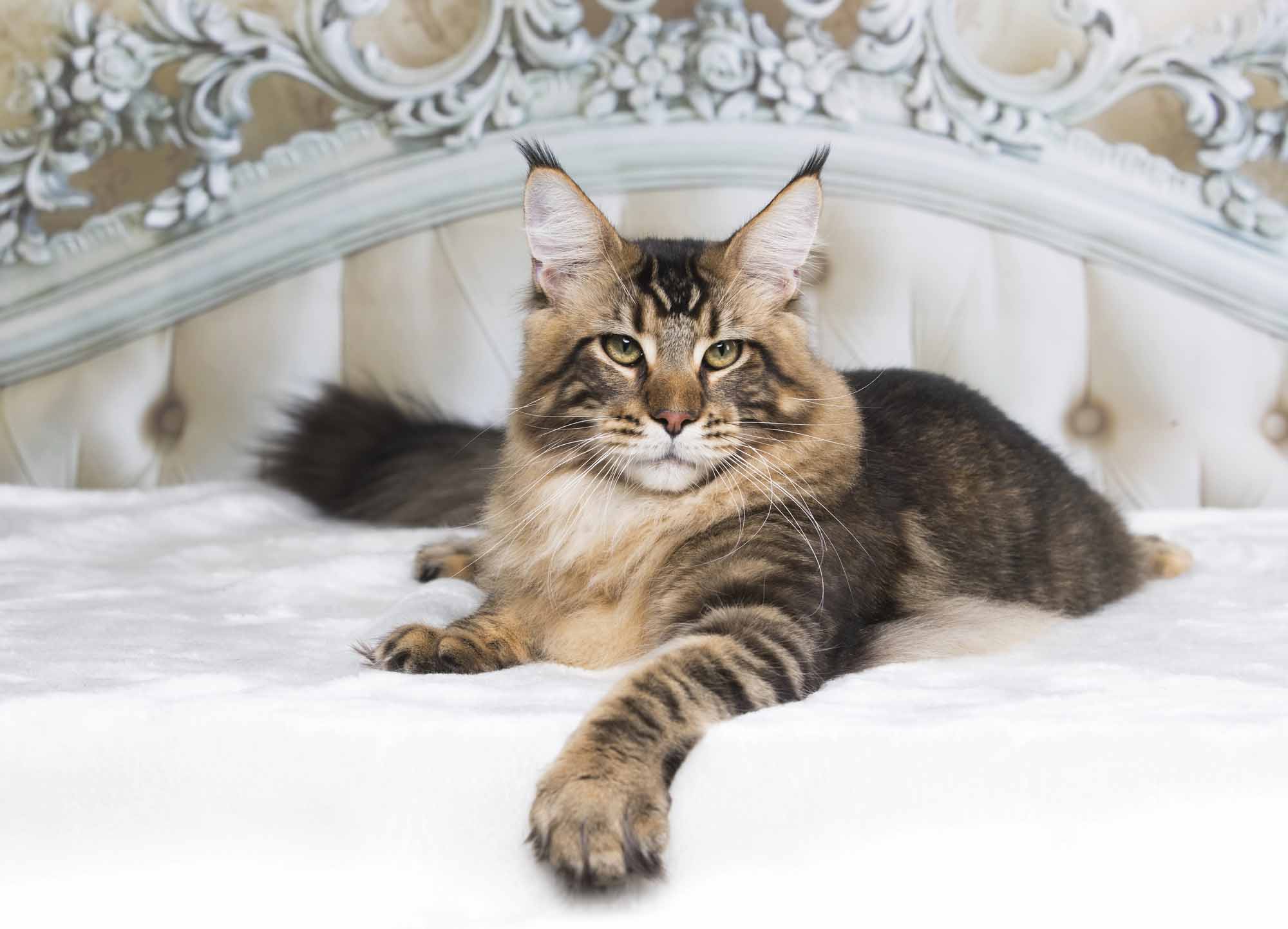 15 Biggest Cat Breeds You'll Love