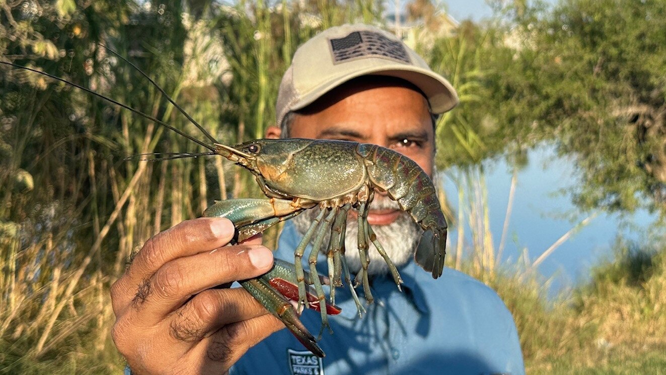 Australian native species go feral in USA as redclaw crayfish invade Texas