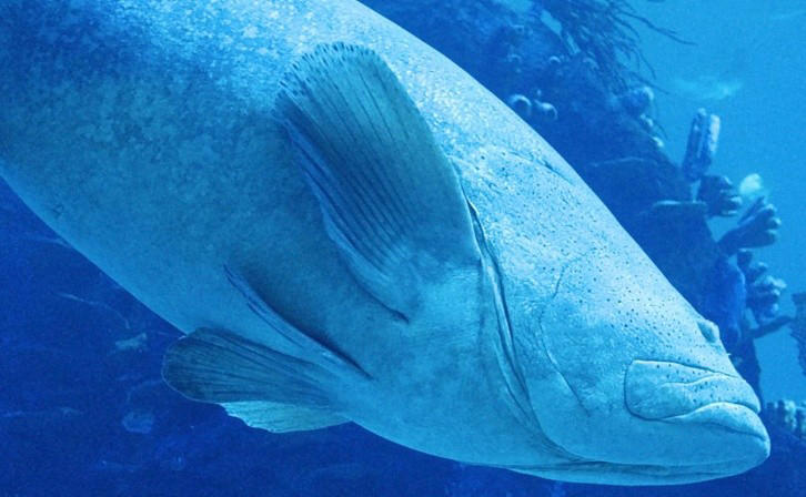 Pez mero: Un gigante depredador de los mares, ¿por qué?