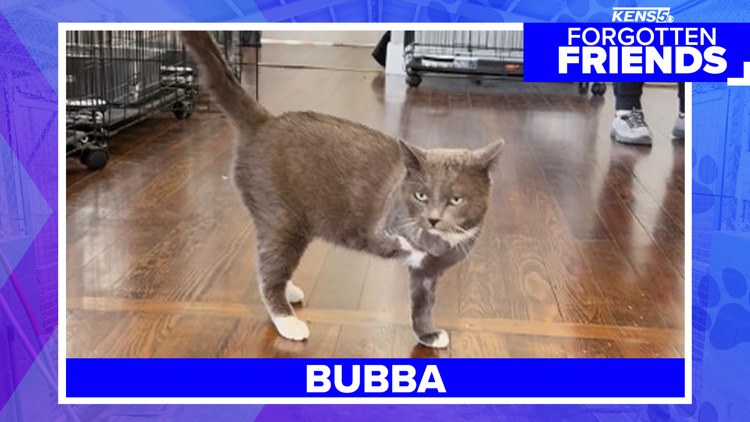 Tripod cat named Bubba seeks lap to curl up on | Forgotten Friends