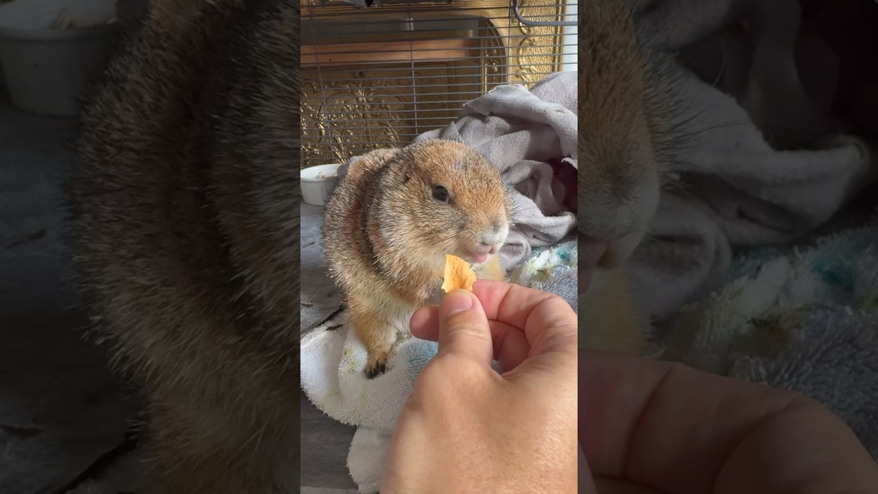 Paxton enjoys a sweet potato chip with one paw