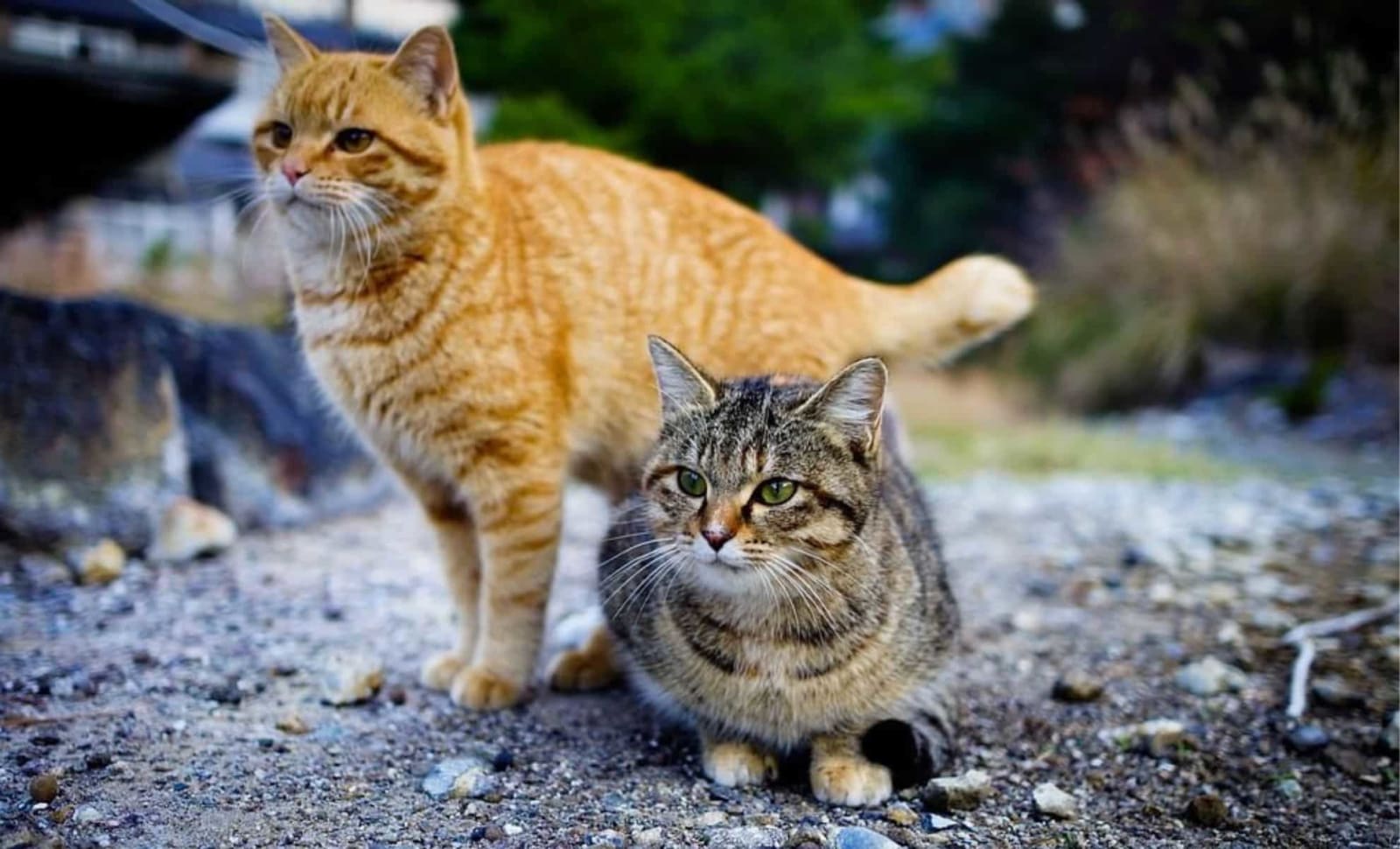 Australia to Kill Thousands of Feral Cats — A Necessary Evil or an ...