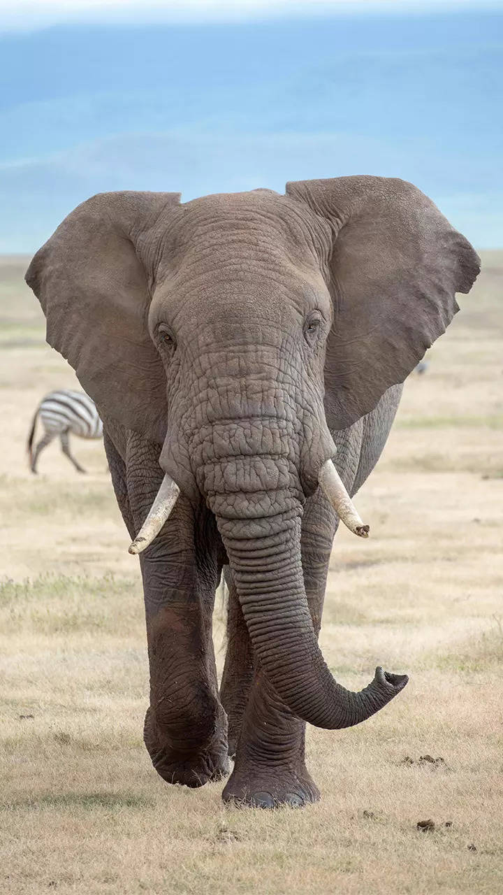 10 animals that make tigers and lions tremble