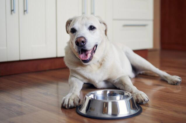 Why Isn't My Old Dog Eating? A Guide to Senior Canine Appetite Issues