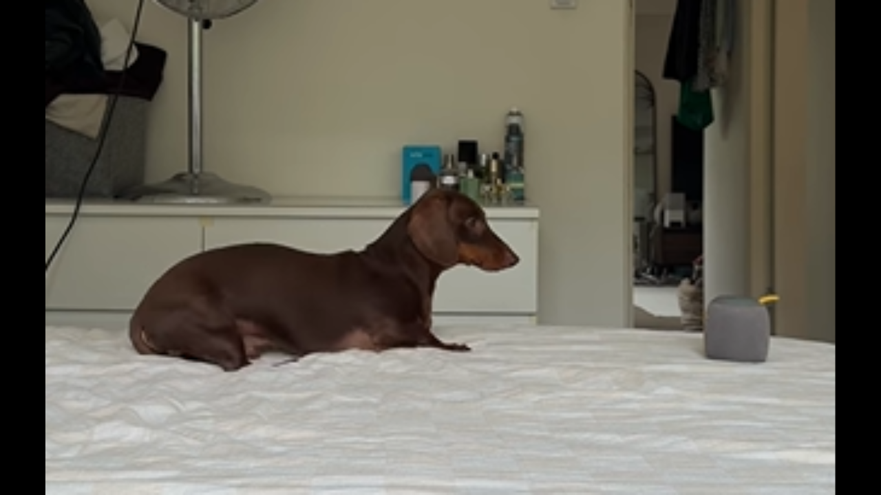 Pet Dog ‘Obeys’ Kendrick Lamar’s ‘Humble’! Amused Internet Says ‘Can't ...