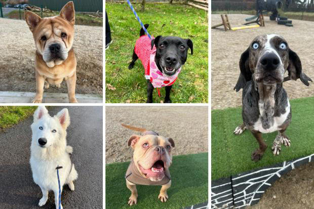 Five dogs looking for their forever home from Many Tears Rescue