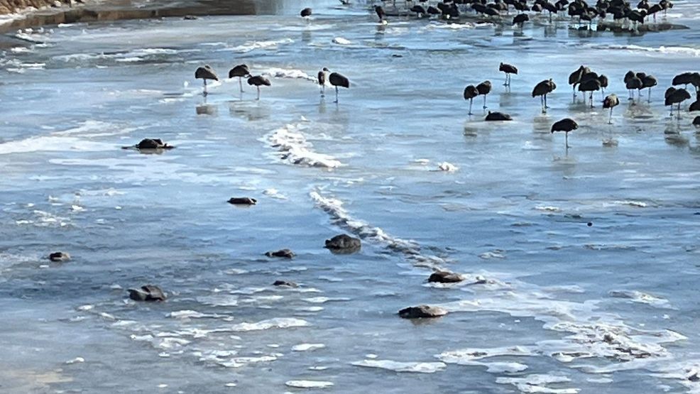 Local animal shelter puts bird intake on pause due to bird flu concerns