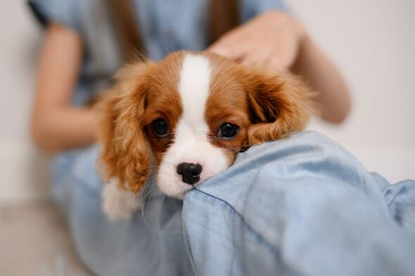 'I'm a dog trainer - these 4 signs show whether your pet is stressed or ...