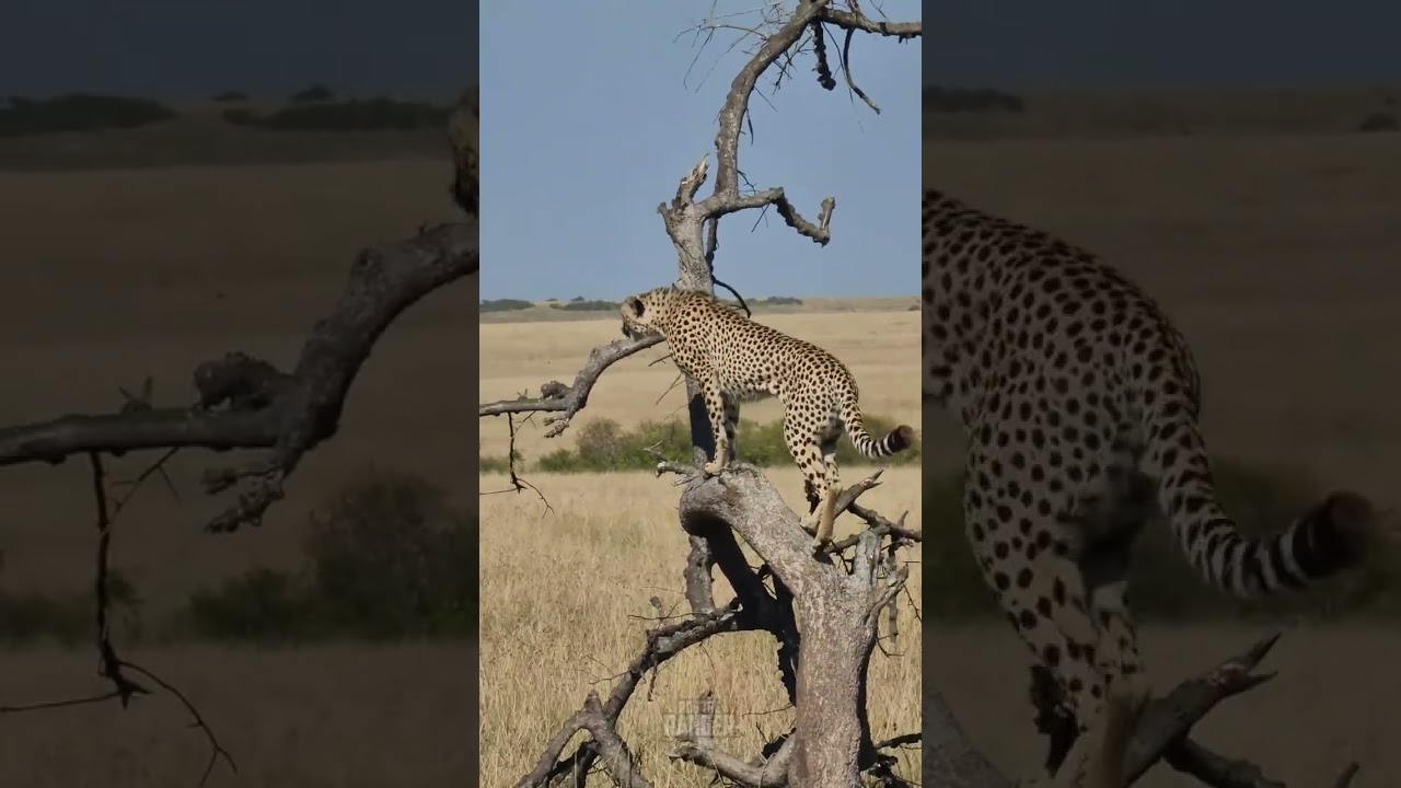 Cheetah climbs tree in breathtaking wildlife display