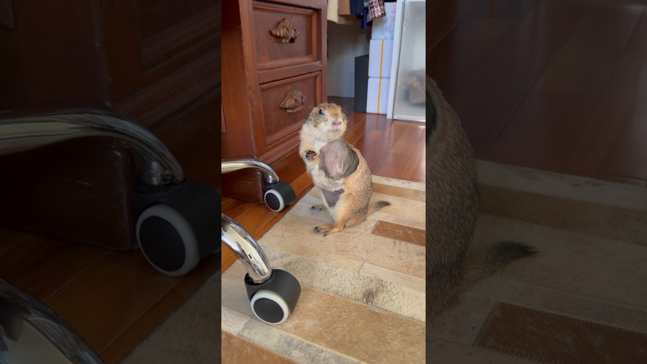 Cheeky rubs for Paxton the prairie dog