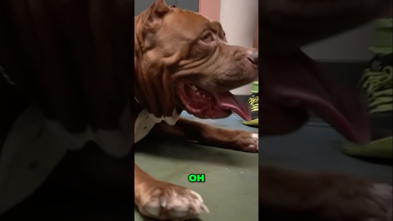 Hulk visits the vet—every great dog needs a name