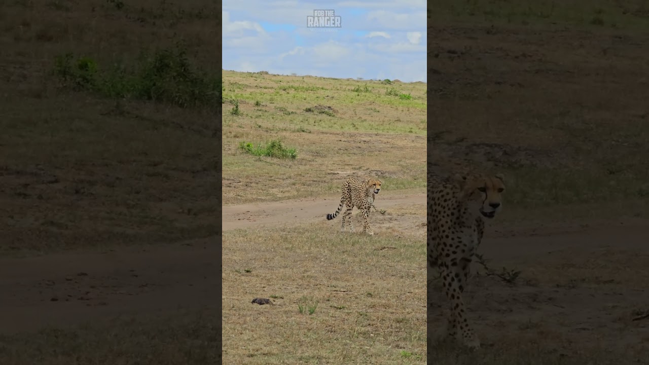 Mama cheetah guides four playful cubs across savannah