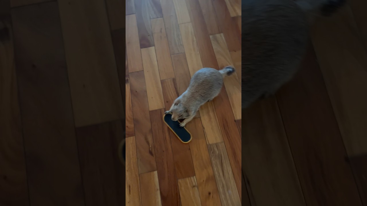 Prairie dog Poppy learns to skateboard