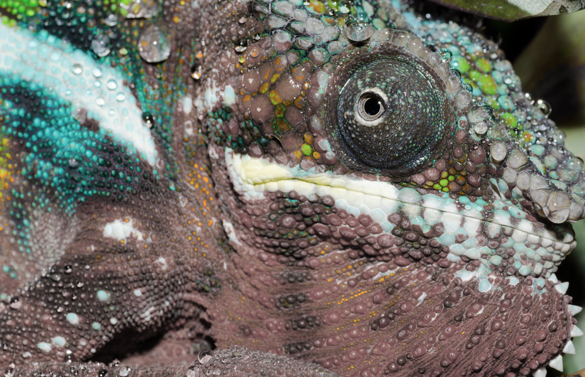 ¿Puedes identificar a estos animales?