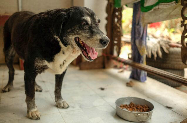 Why Isn't My Old Dog Eating? A Guide to Senior Canine Appetite Issues