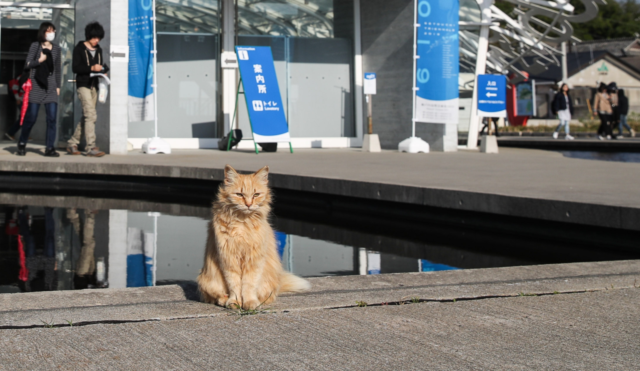 Peek inside Japan's surreal island of cats
