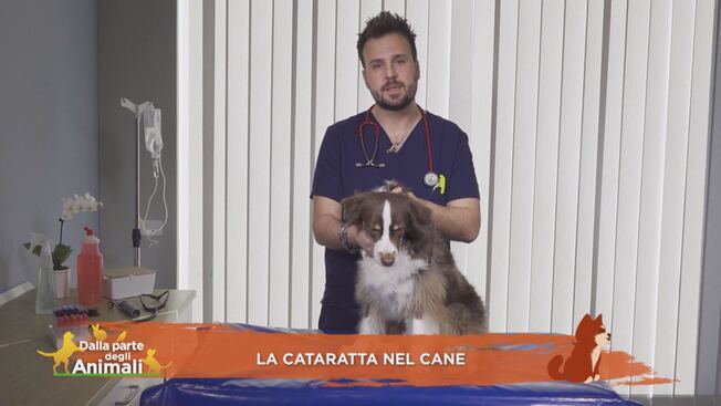 La cataratta nel cane