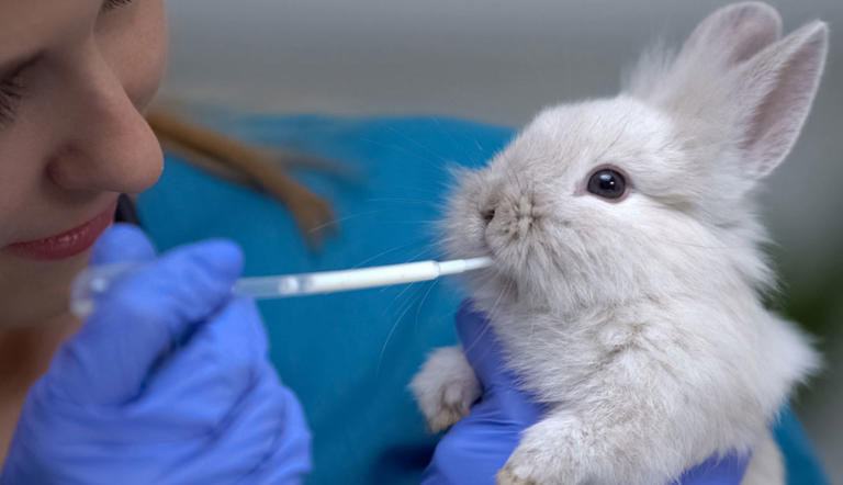 5 Most Common Health Issues in Rabbits